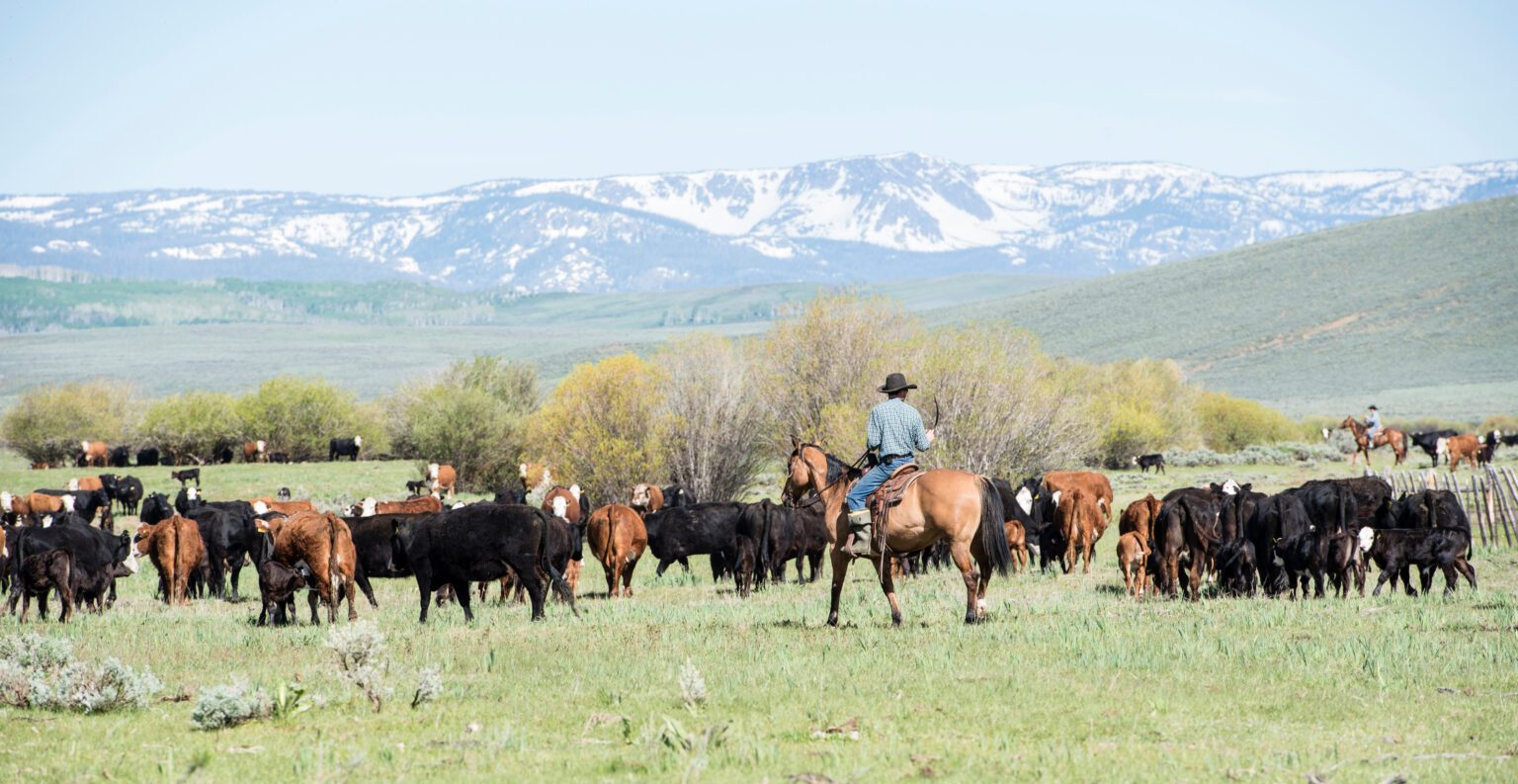 Cowboy Cattle Drives - USA Tourist
