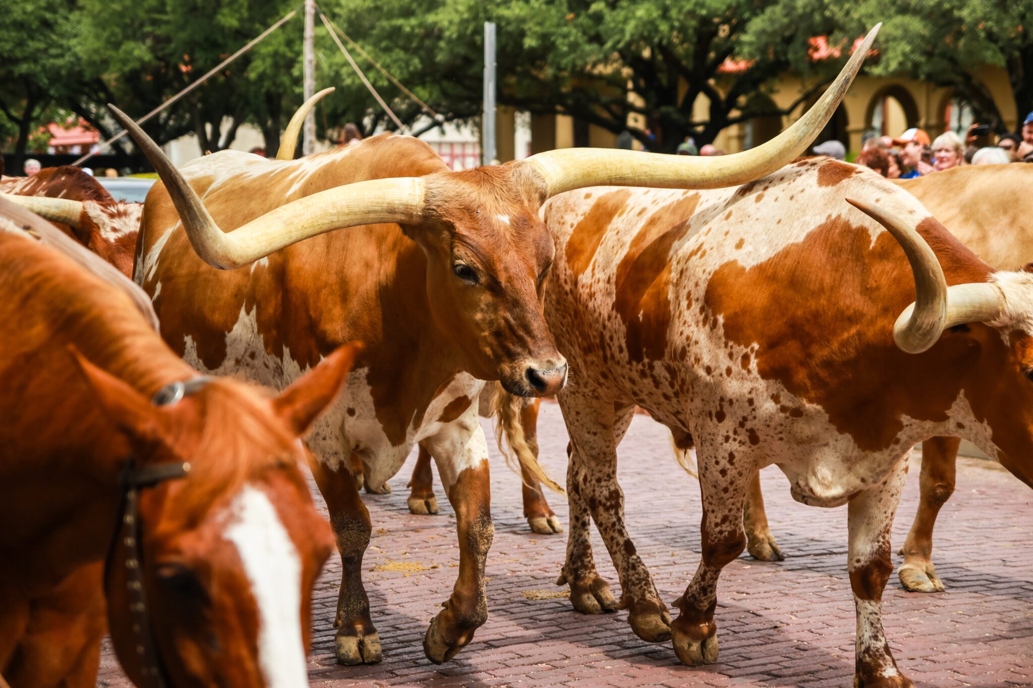 Cowboy Cattle Drives - USA Tourist